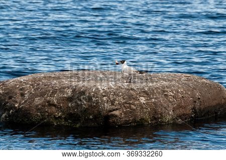 Seagull Piece Bread Image & Photo (Free Trial) | Bigstock
