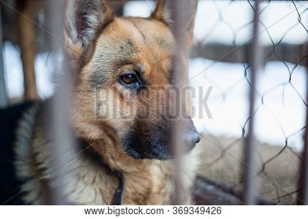 Big Sad Shepherd Old Image & Photo (Free Trial) | Bigstock