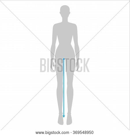 Women Do Legs Length Vector & Photo (Free Trial) | Bigstock