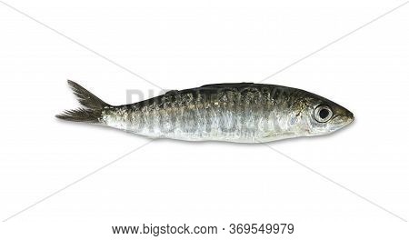 One Fresh Sardine Image & Photo (Free Trial) | Bigstock