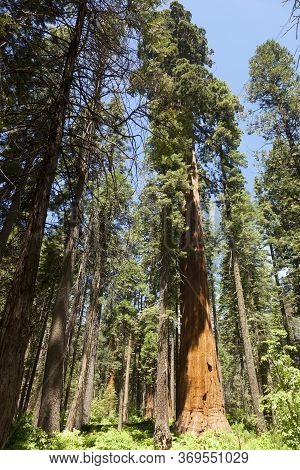 Forest Sequoias Tree Image & Photo (Free Trial) | Bigstock