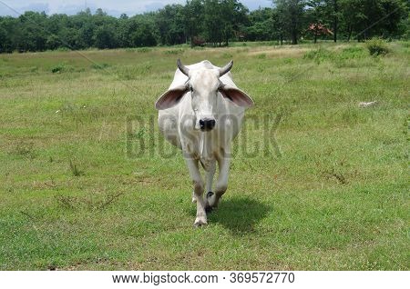 Zebu Long-horned Image & Photo (Free Trial) | Bigstock