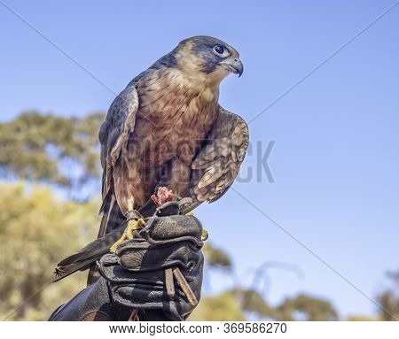 Hawk Presented Wild Image & Photo (Free Trial) | Bigstock