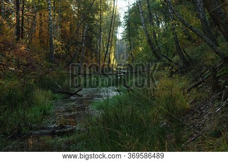 Small River Forest, Image & Photo (Free Trial) | Bigstock