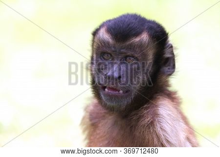 Portrait Capuchin Image & Photo (Free Trial) | Bigstock