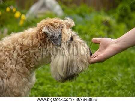 Photo Dog Receiving Image & Photo (Free Trial) | Bigstock