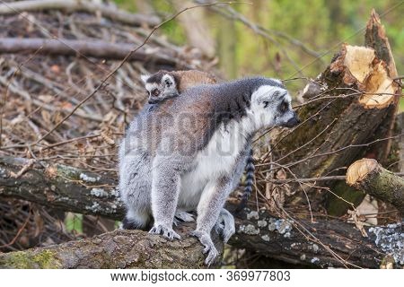 Portrait Lemuriformes Image & Photo (Free Trial) | Bigstock