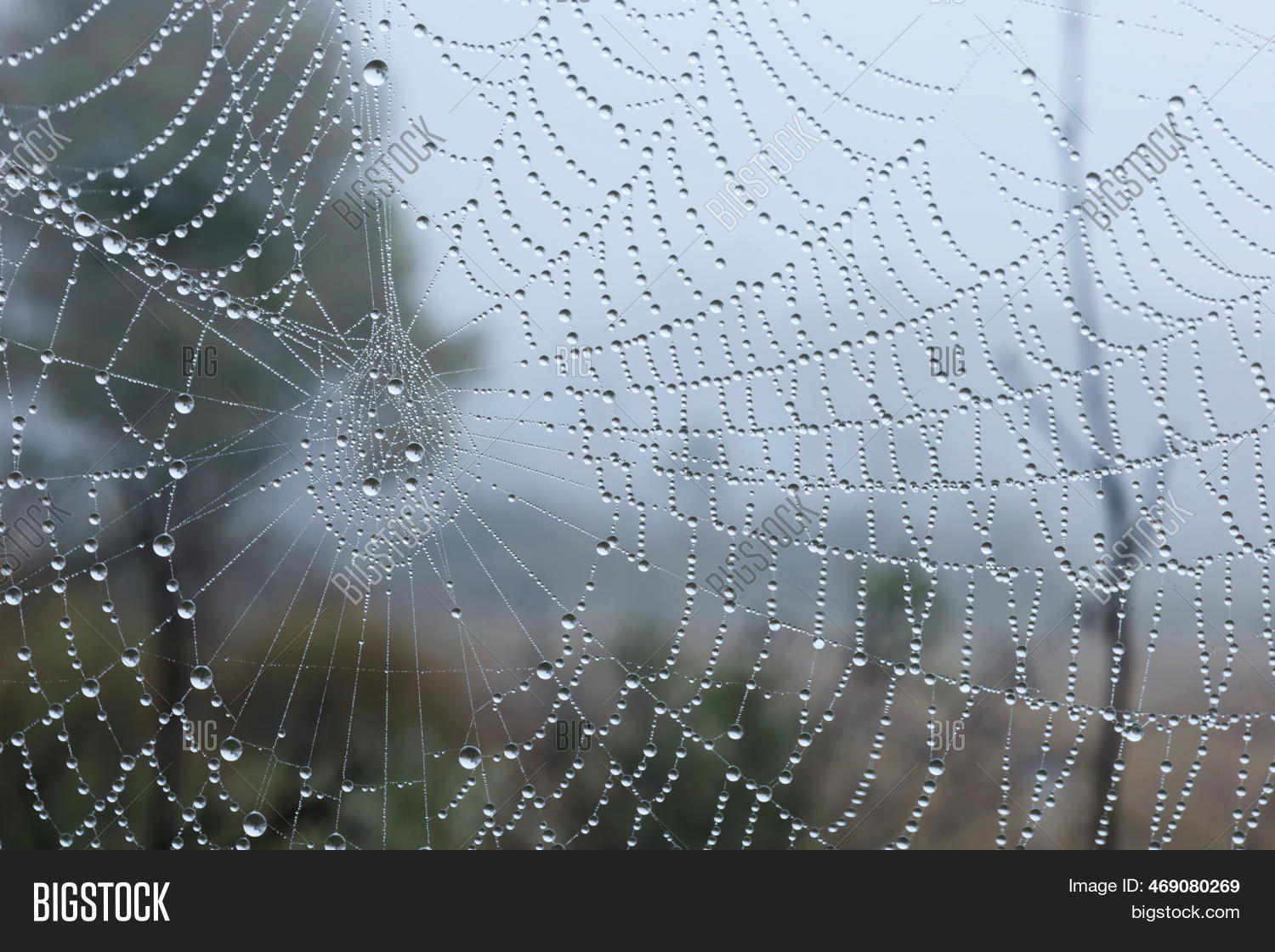 Dew On Spider Web. Image & Photo (Free Trial) | Bigstock