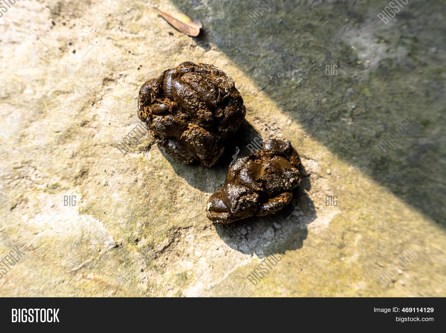 Batch Domesticated Image & Photo (Free Trial) | Bigstock