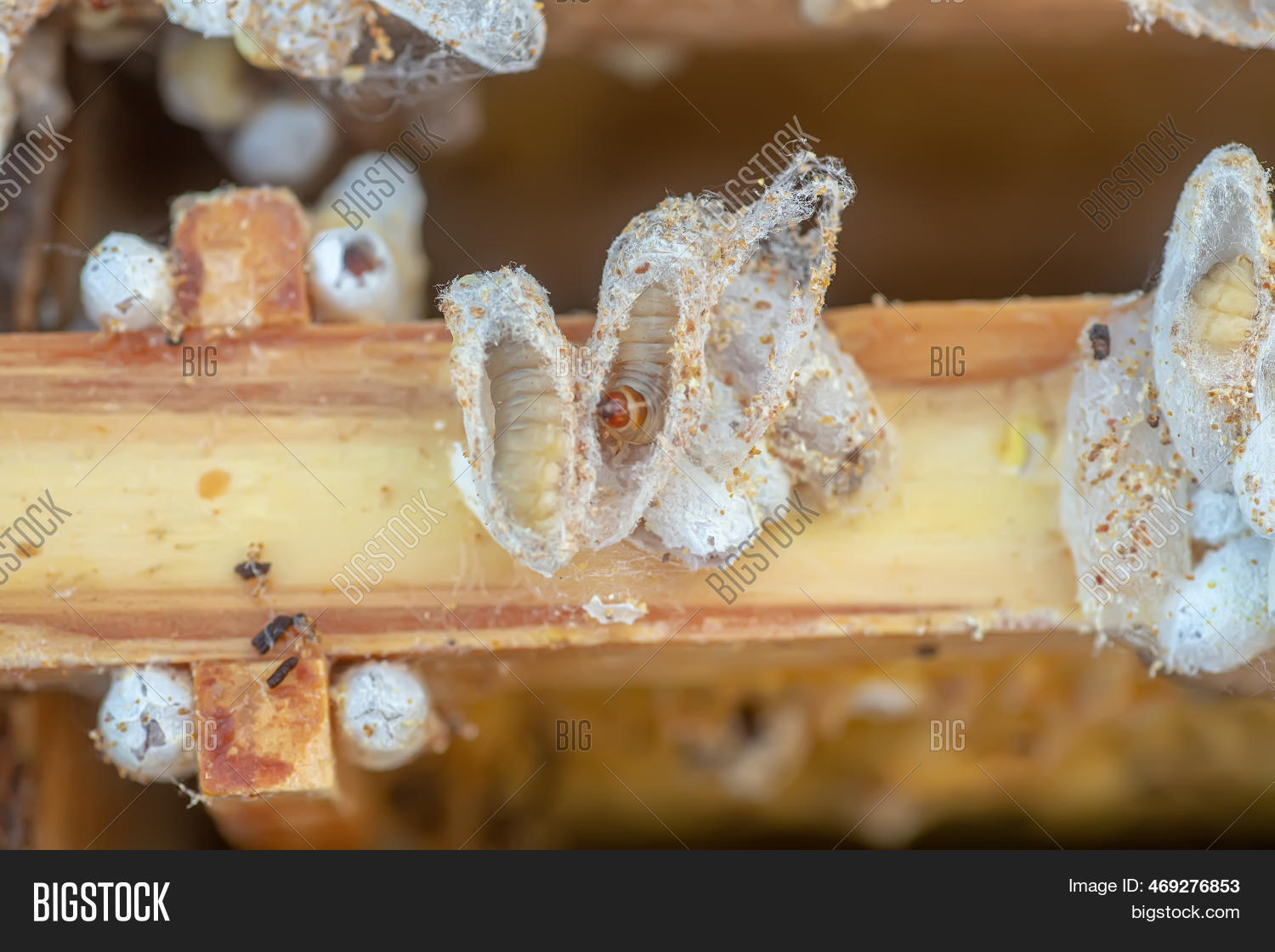Fully-grown Larvae Image & Photo (Free Trial) | Bigstock
