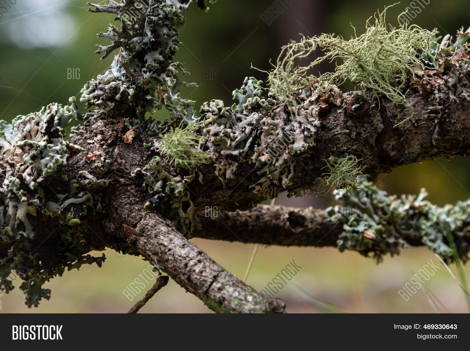 Closeup Lichen Usnea Image & Photo (Free Trial) | Bigstock