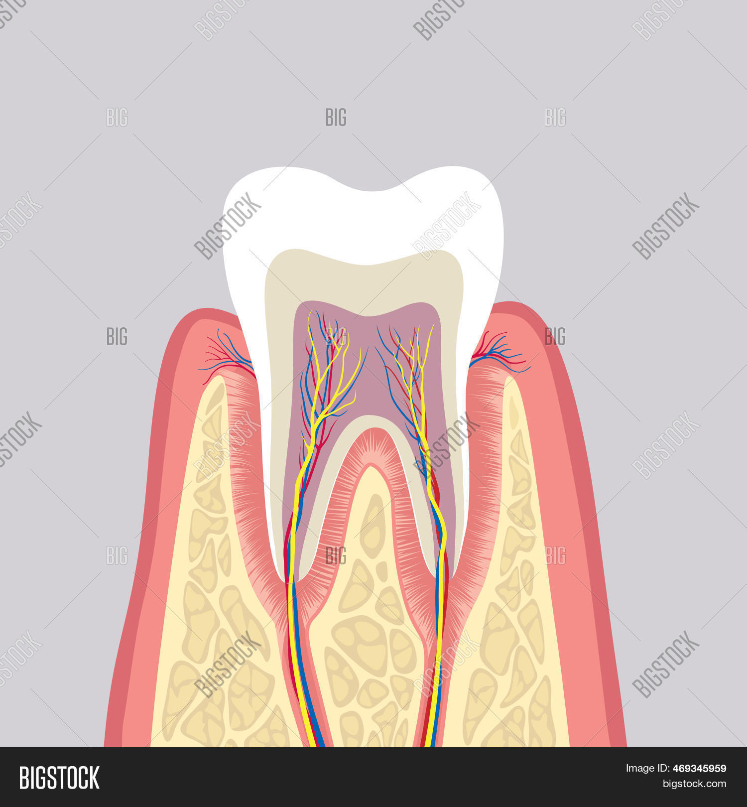Tooth Structure. Image & Photo (Free Trial) | Bigstock