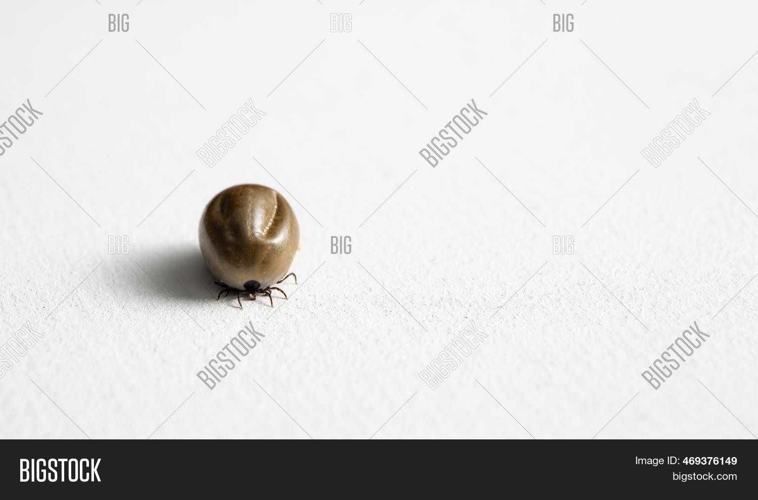 Big Drunk Tick Lying Image & Photo (Free Trial) | Bigstock