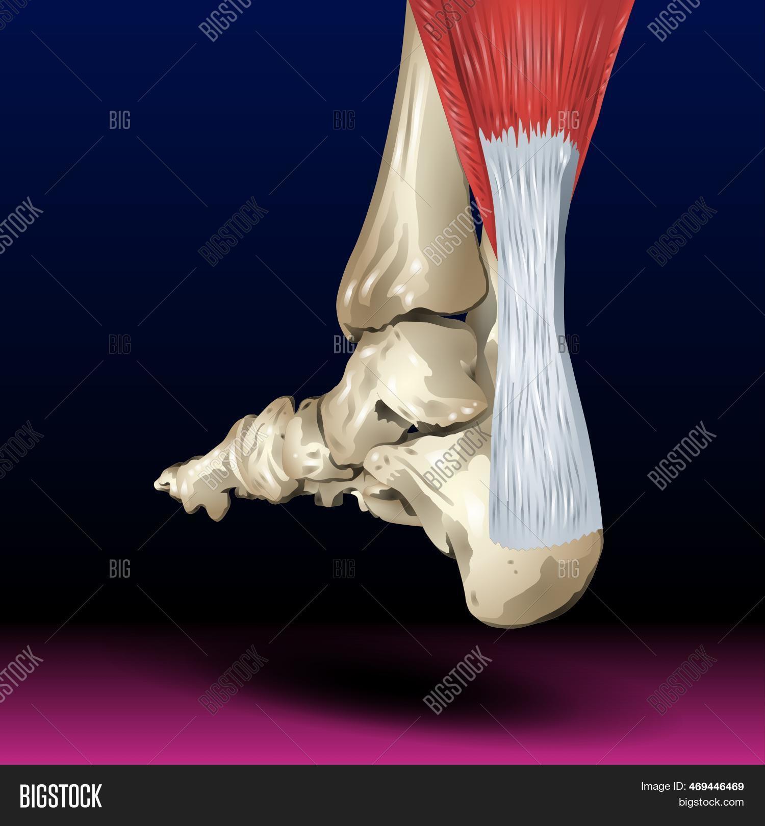 Back Leg Bone - Body Image & Photo (Free Trial) | Bigstock
