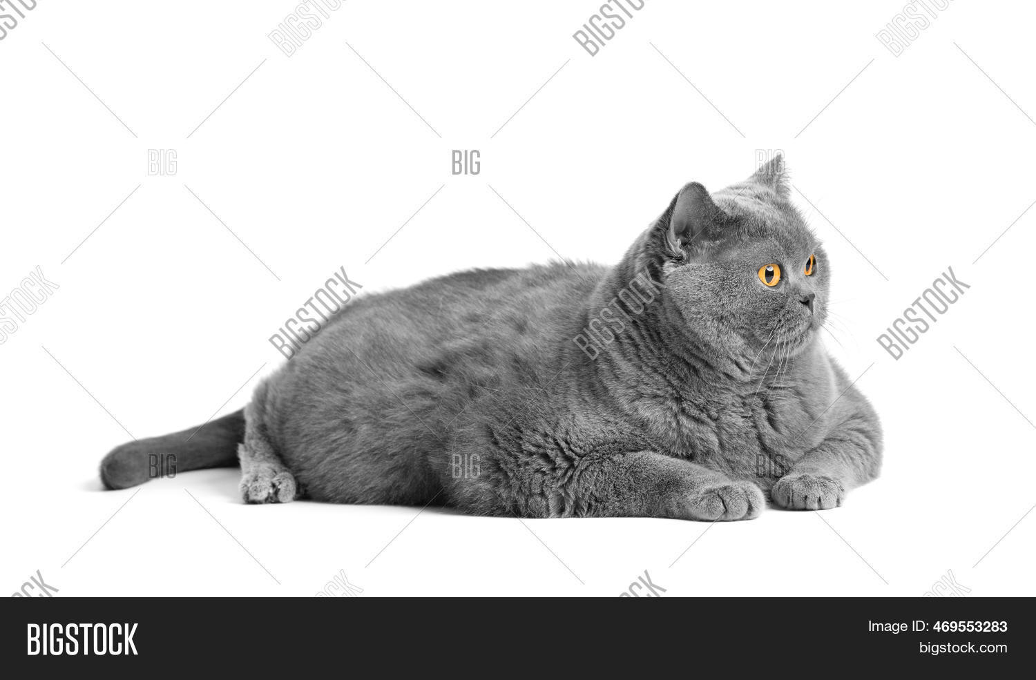 Fat Shorthair Cat Big Image & Photo (Free Trial) | Bigstock