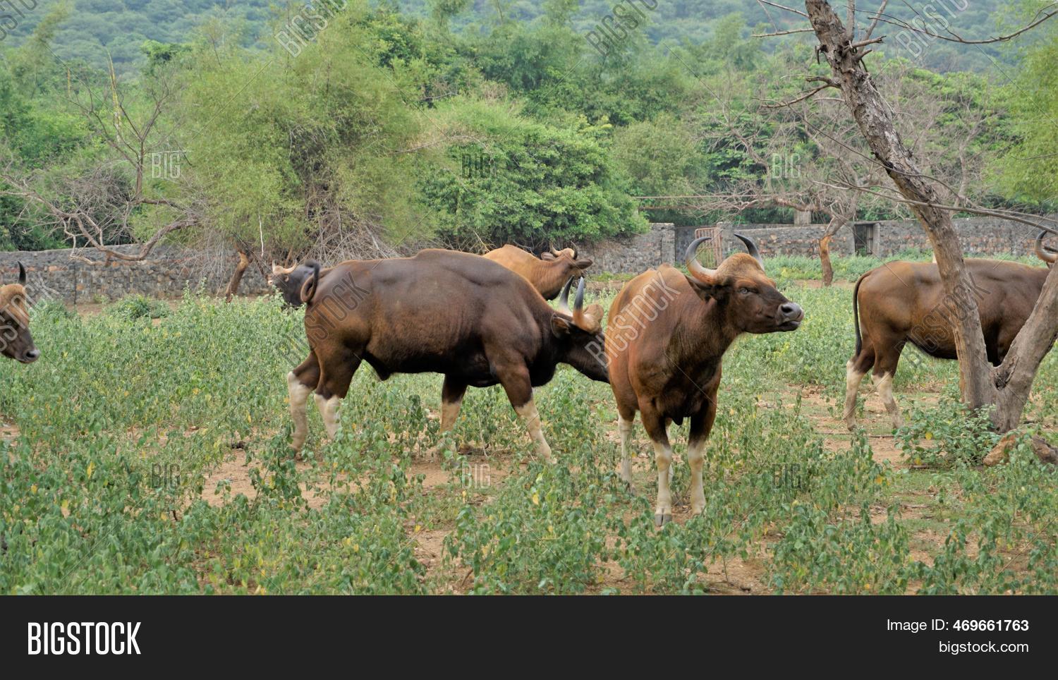 Gaur Known Indian Image & Photo (Free Trial) | Bigstock