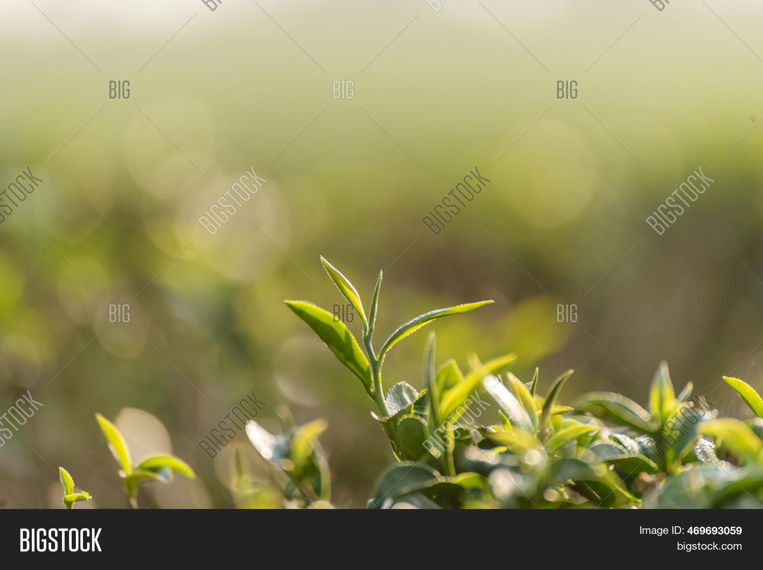 Green Tea Tree Leaves Image & Photo (Free Trial) | Bigstock