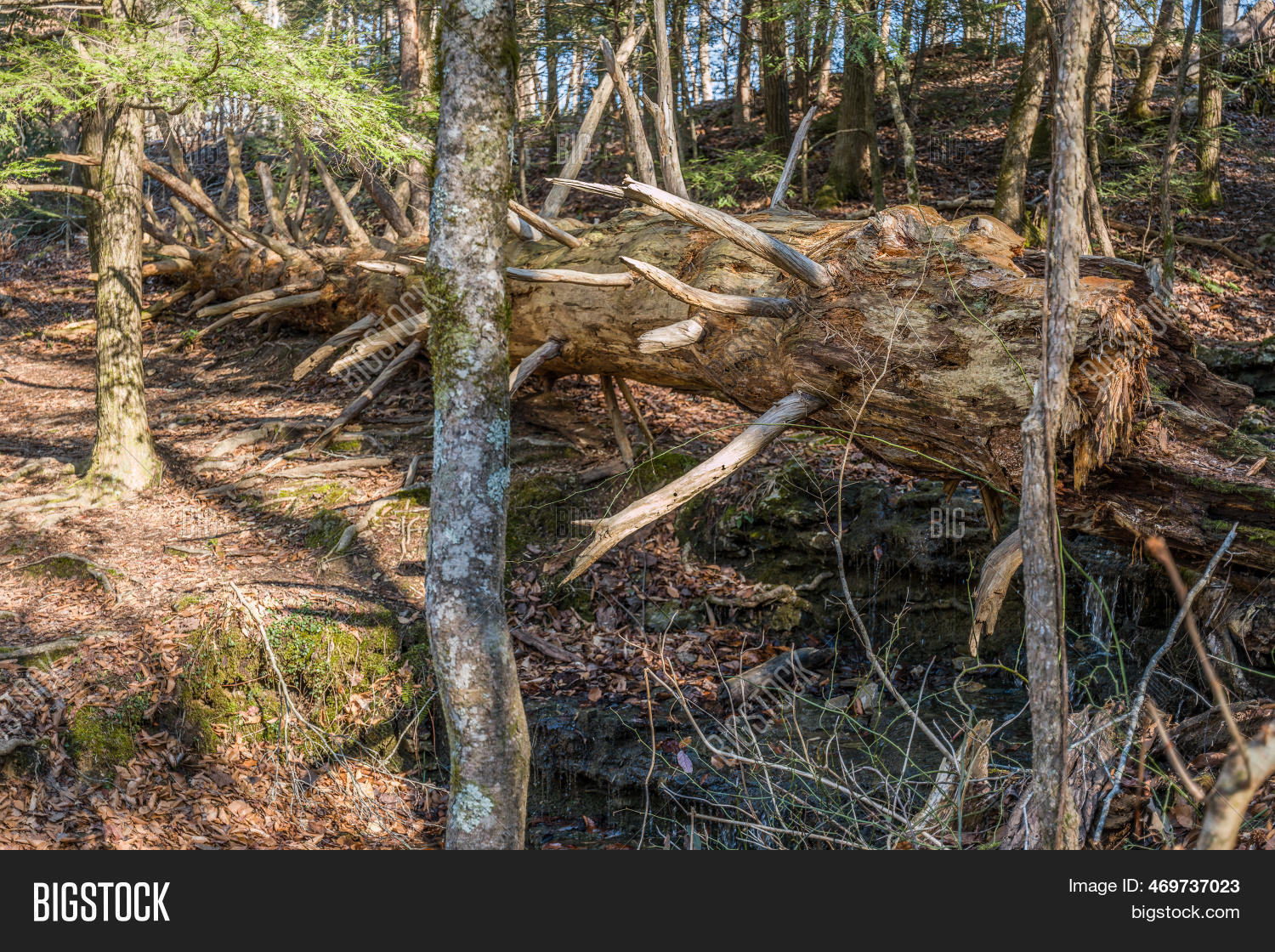 Large Fully Grown Dead Image & Photo (Free Trial) | Bigstock