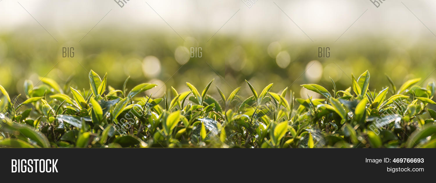 Banner Green Tea Tree Image & Photo (Free Trial) | Bigstock
