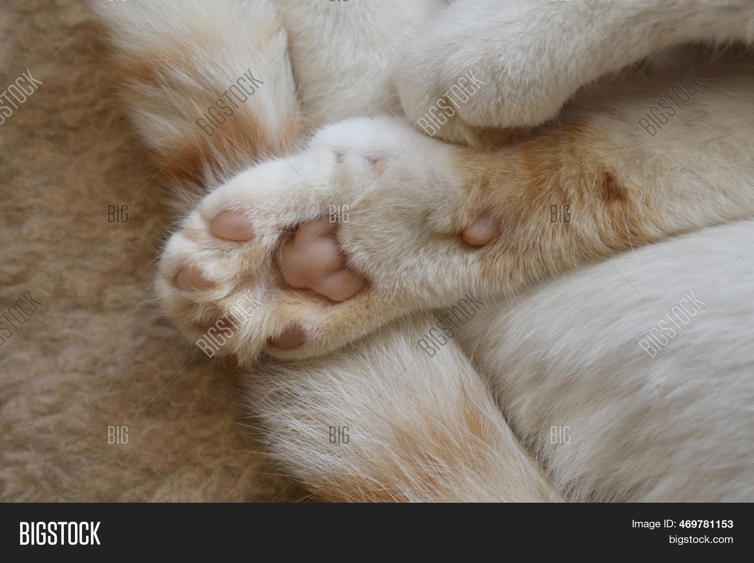 Cat Toe Beans 이미지 및 사진(무료 체험) | Bigstock