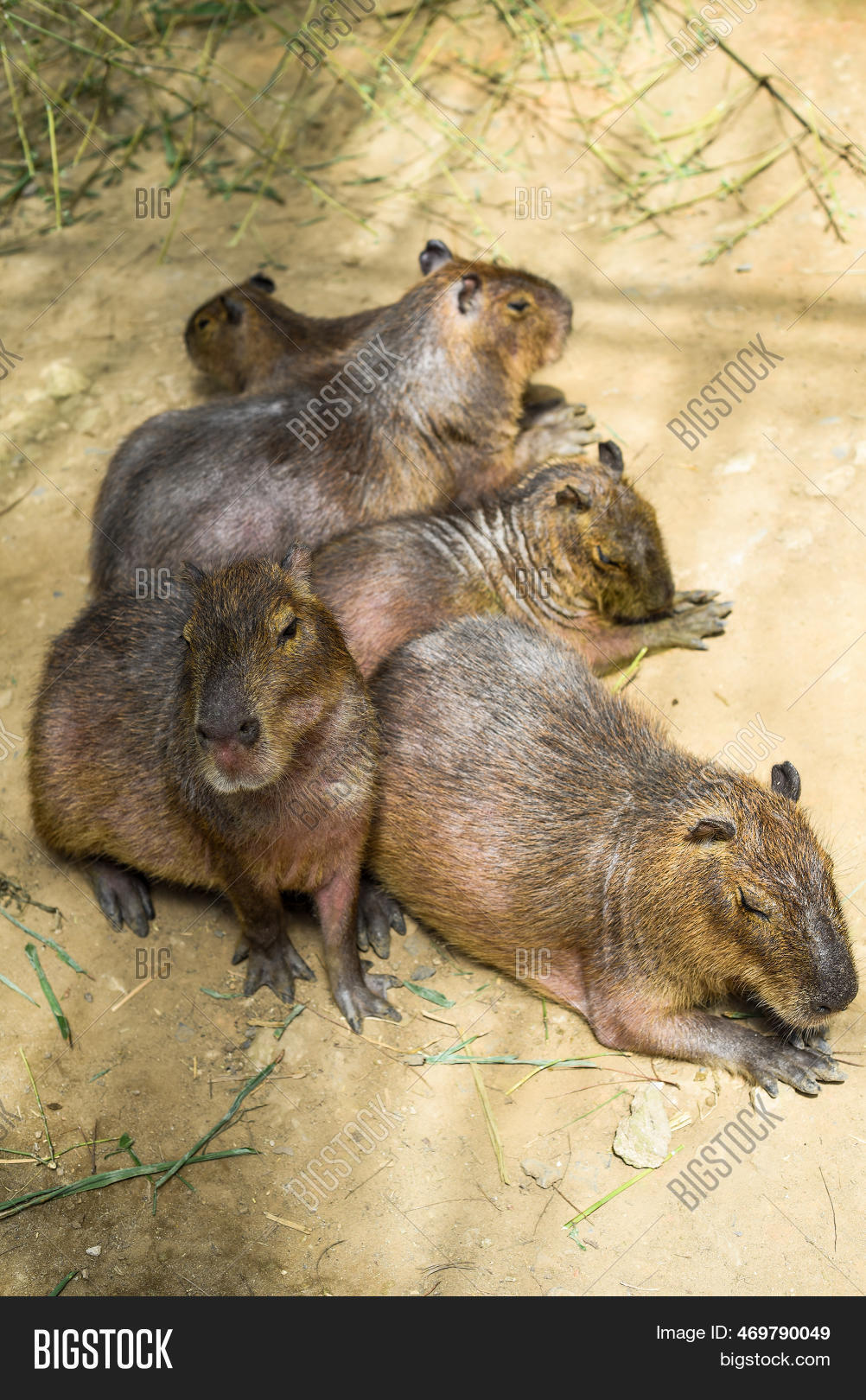 Family Capybara Laying Image & Photo (Free Trial) | Bigstock