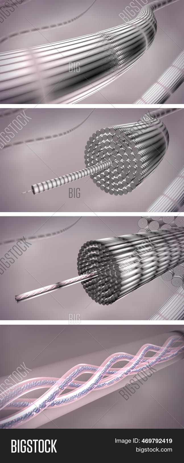 Collagen Fibers Image & Photo (Free Trial) | Bigstock