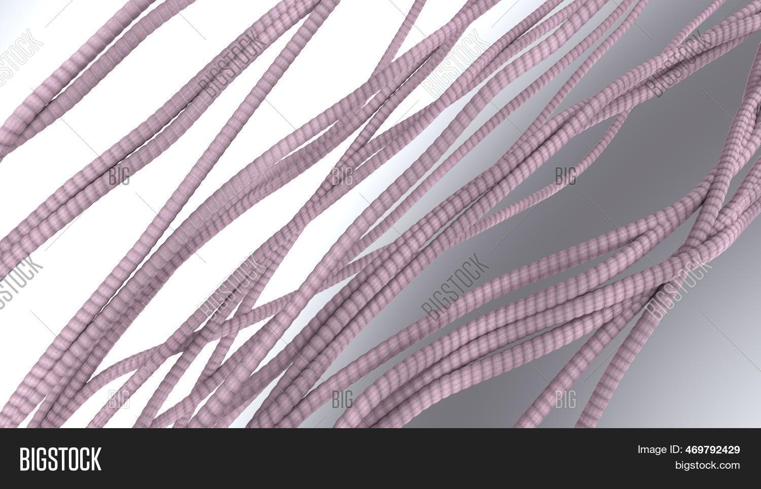 Collagen Fibers 3d Image & Photo (Free Trial) | Bigstock