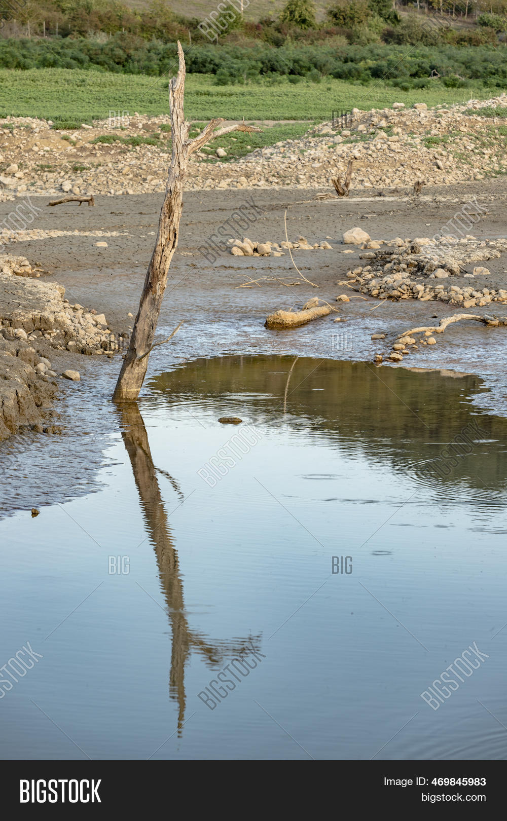 Dead Dry Tree Dam. Image & Photo (Free Trial) | Bigstock