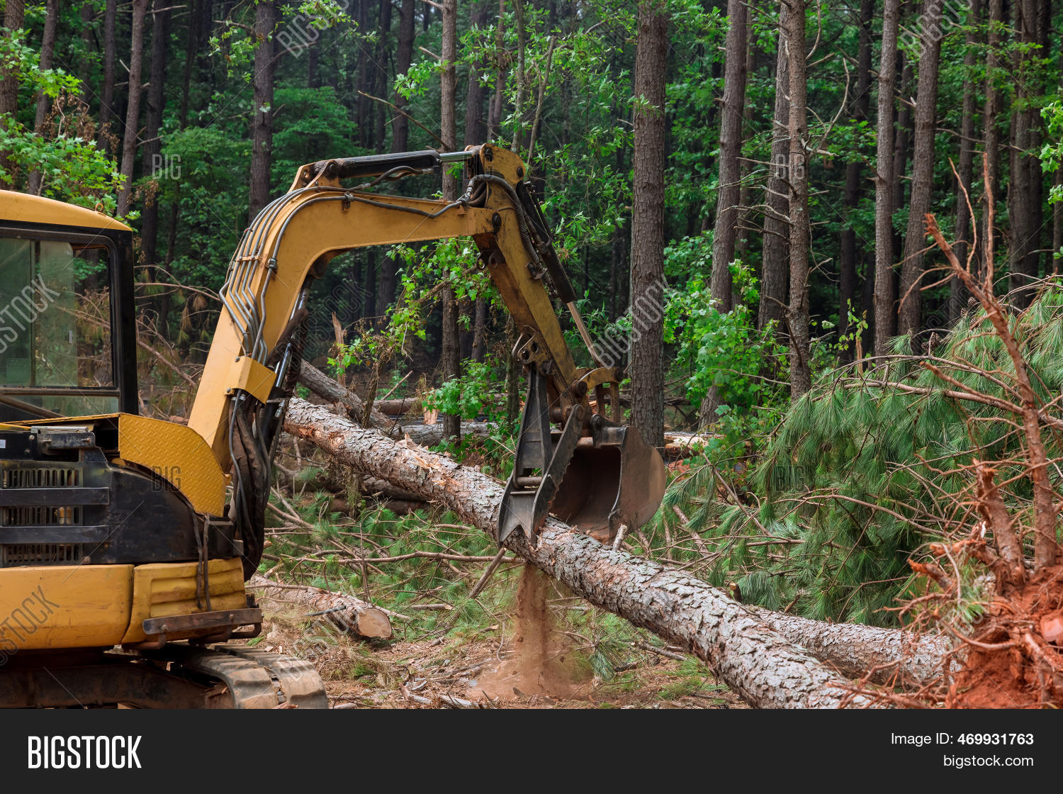 Part Deforestation Image & Photo (Free Trial) | Bigstock