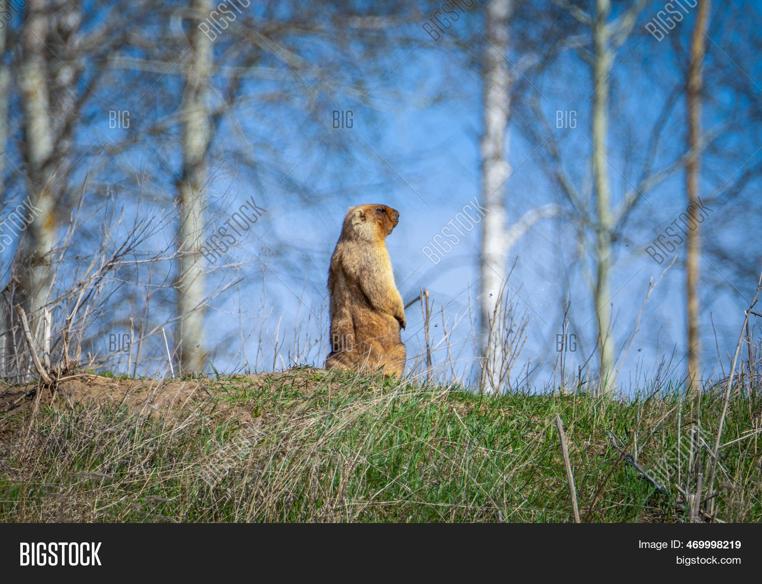 Groundhog Stands On Image & Photo (Free Trial) | Bigstock