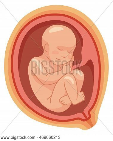 Fetal Stage Icon. Vector & Photo (Free Trial) | Bigstock