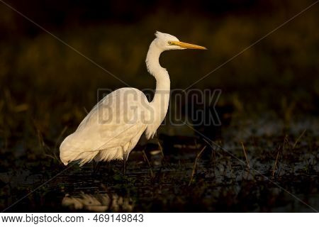 Fine Art Portrait Image & Photo (Free Trial) | Bigstock