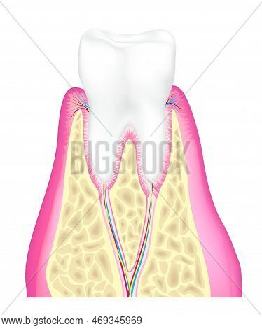 Tooth Anatomy. Vector & Photo (Free Trial) | Bigstock