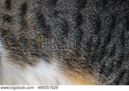 Cat Fur Texture Image & Photo (Free Trial) | Bigstock