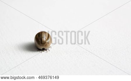 Big Drunk Tick Lying Image & Photo (Free Trial) | Bigstock