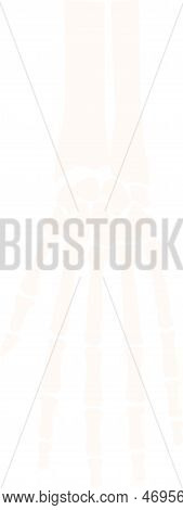 Wrist Bone. Flat Vector & Photo (Free Trial) | Bigstock