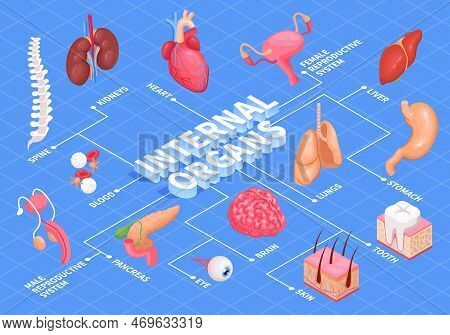 Human Organs Vector & Photo (Free Trial) | Bigstock