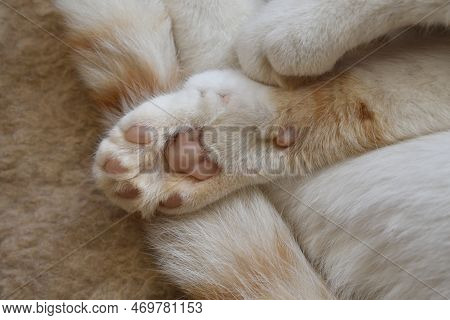 Cat Toe Beans On Bed. Image & Photo (Free Trial) | Bigstock