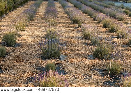 Purple Pathway Images, Illustrations & Vectors (Free) - Bigstock