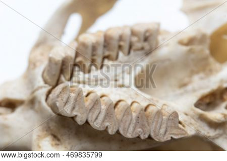 Imagen y foto Bird Anatomy. Bird (prueba gratis) | Bigstock