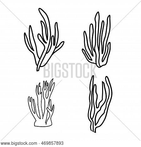 Marine Corals Line Vector & Photo (Free Trial) | Bigstock
