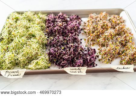 Day 6. Drying Freshly Image & Photo (Free Trial) | Bigstock