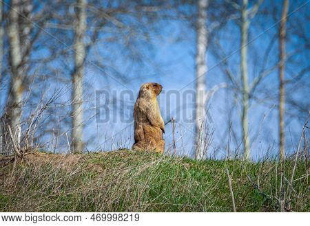 Groundhog Stands On Image & Photo (Free Trial) | Bigstock