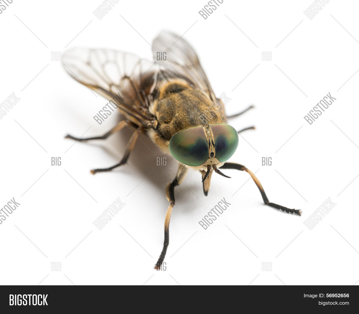 Horsefly Viewed High, Image & Photo (Free Trial) | Bigstock