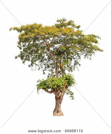 Sindora Siamensis, Image & Photo (Free Trial) | Bigstock