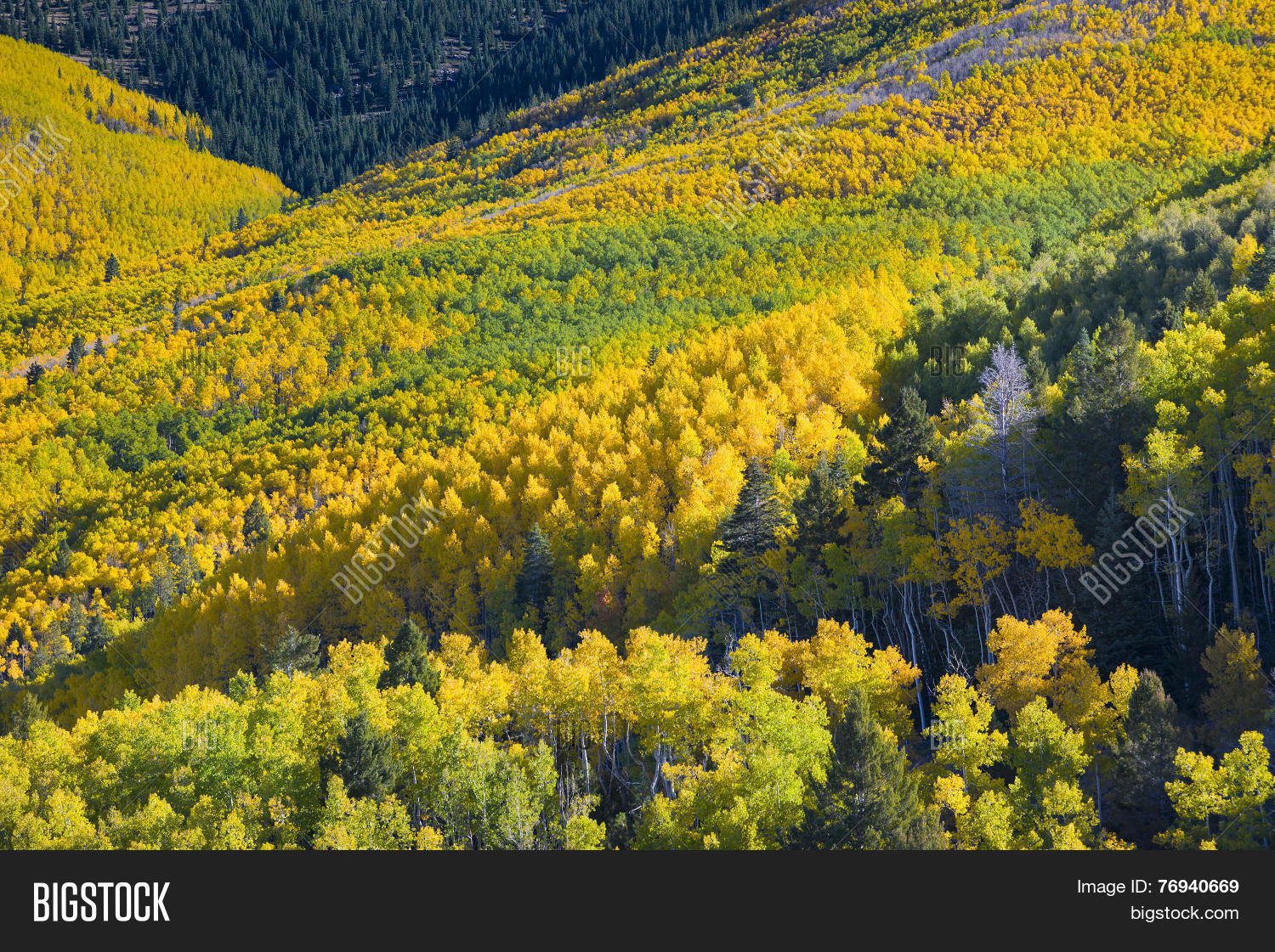 Aspen Forest Autumn Image & Photo (Free Trial) | Bigstock