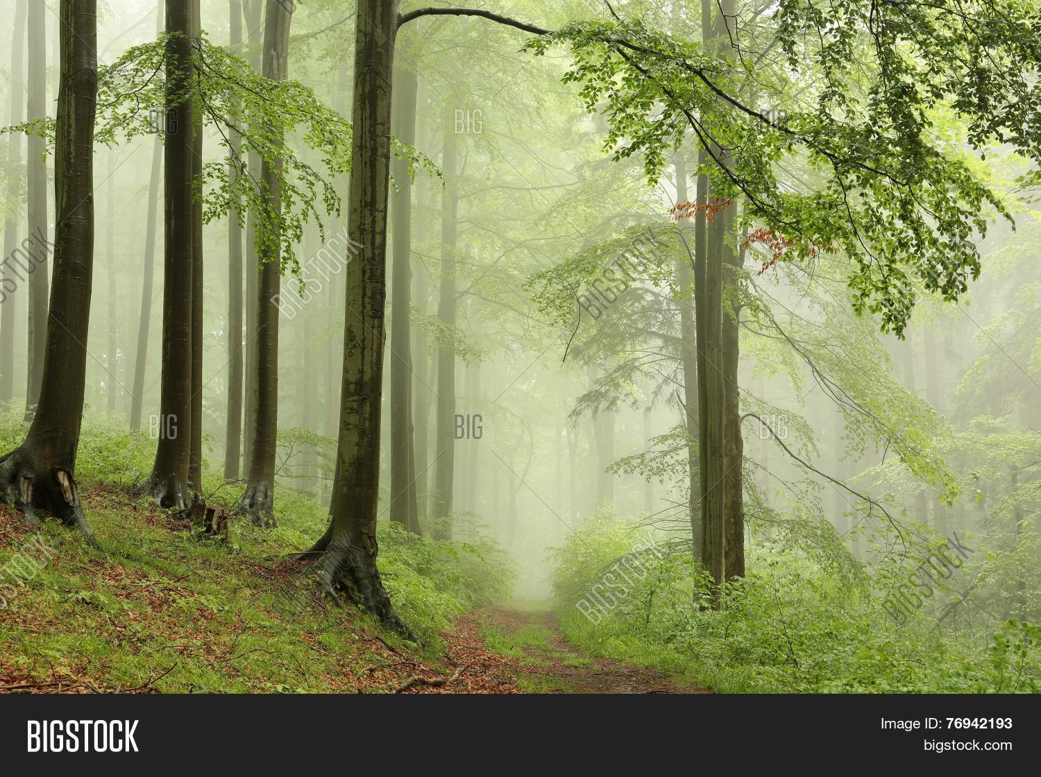 Path Trees Spring Image & Photo (Free Trial) | Bigstock