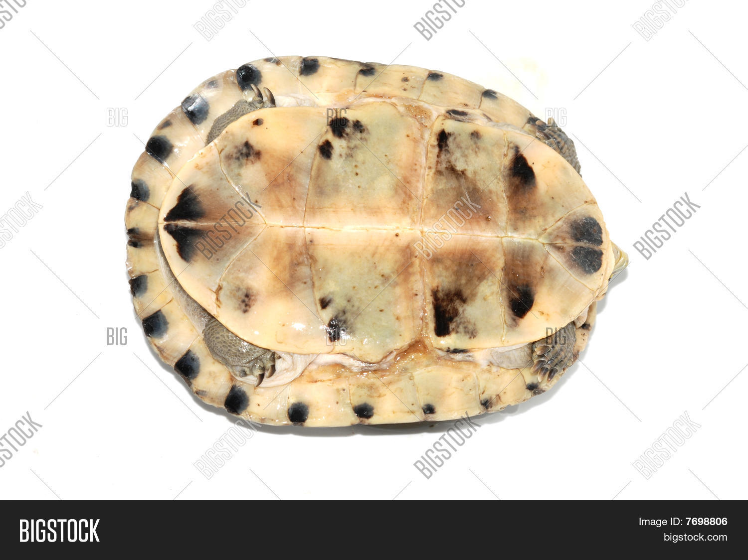 Malayan Box Turtle Image & Photo (Free Trial) | Bigstock