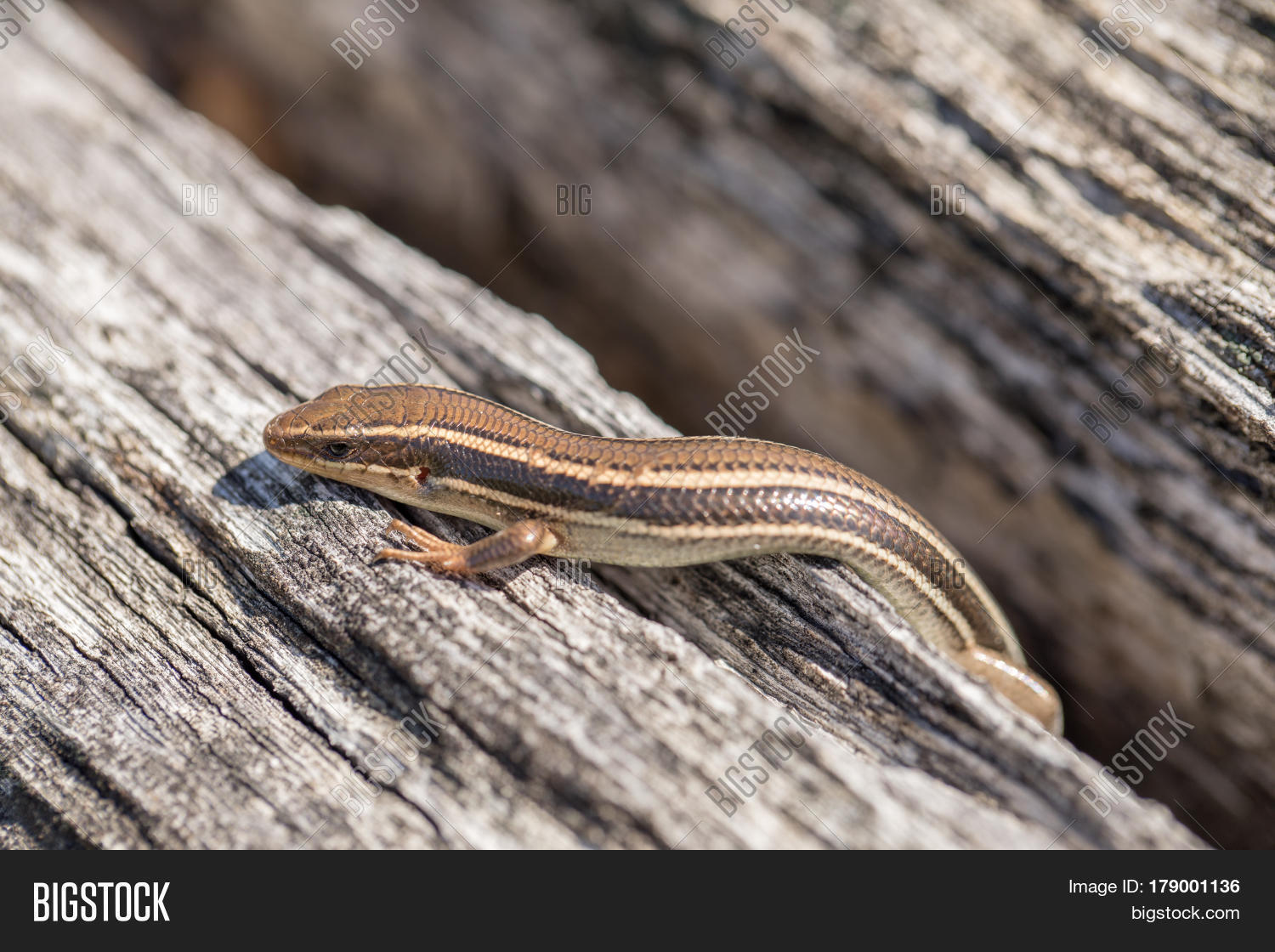 Western Skink ( Image & Photo (Free Trial) | Bigstock