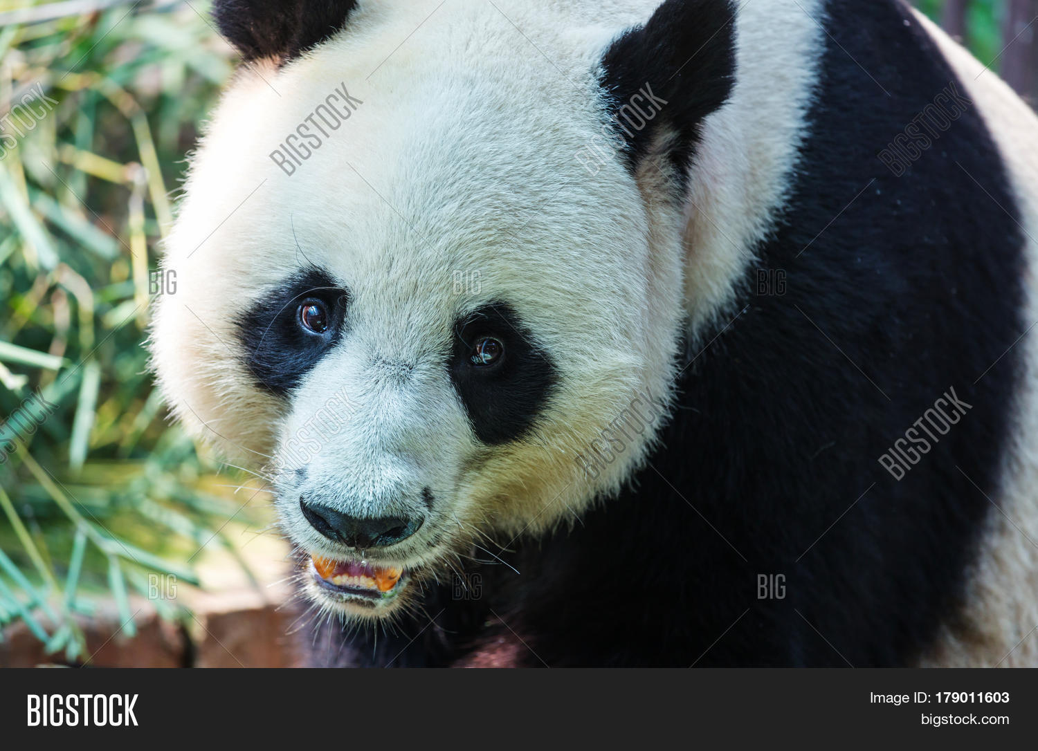 Pretty Giant Panda Image & Photo (Free Trial) | Bigstock